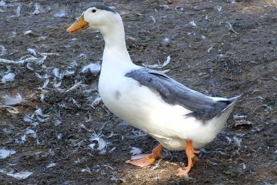 Magpie Duck - Breed Profile - Backyard Poultry